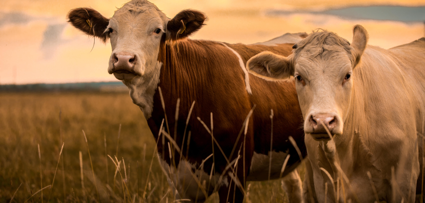 Home - Karoo Wagyu South Africa