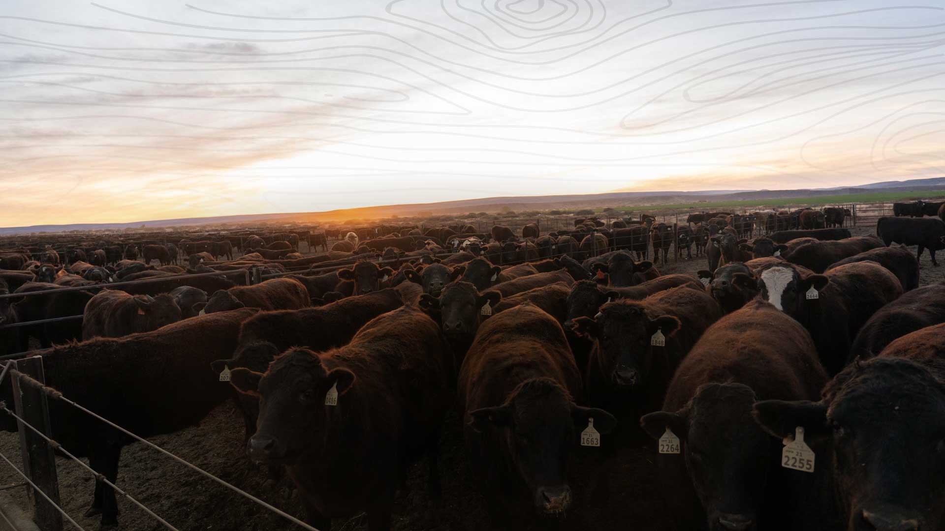 About – Karoo Wagyu