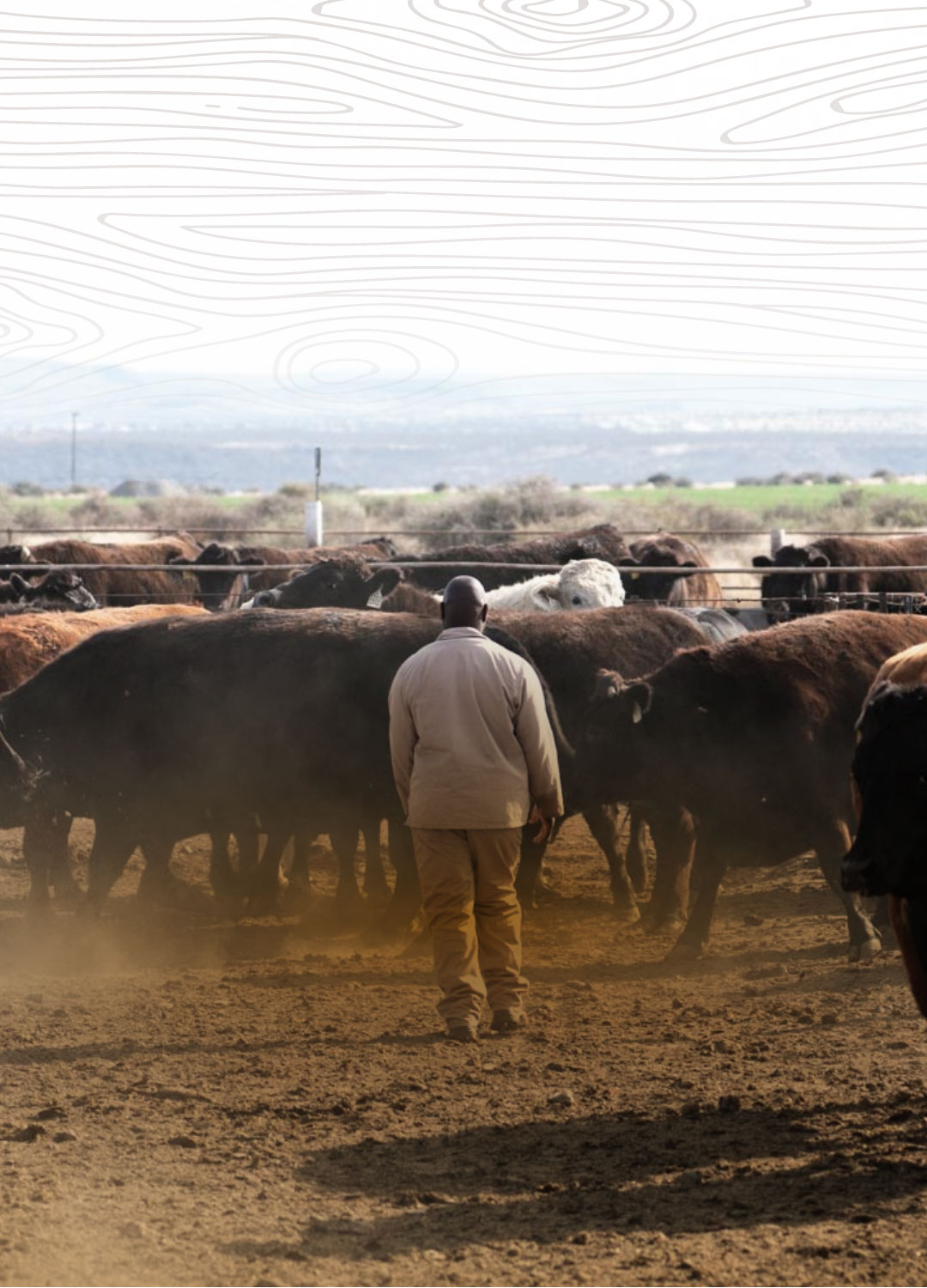 About – Karoo Wagyu