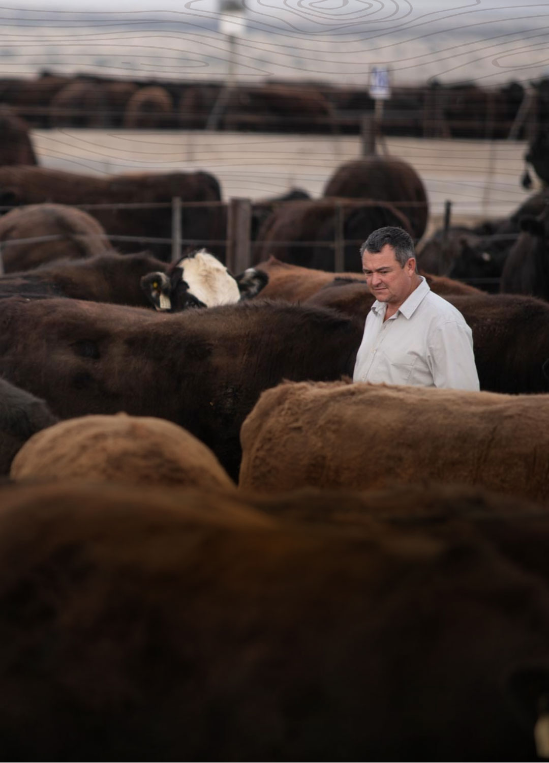 About – Karoo Wagyu