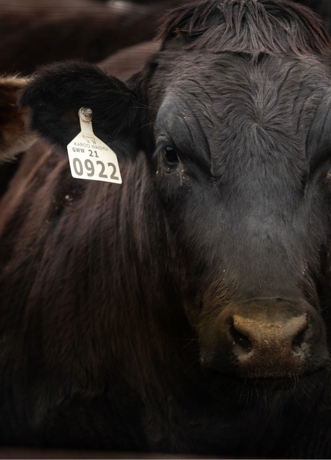 About – Karoo Wagyu