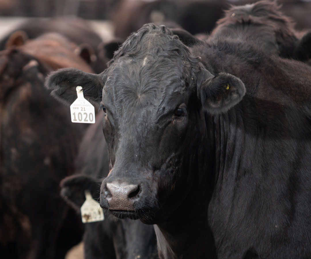 About – Karoo Wagyu