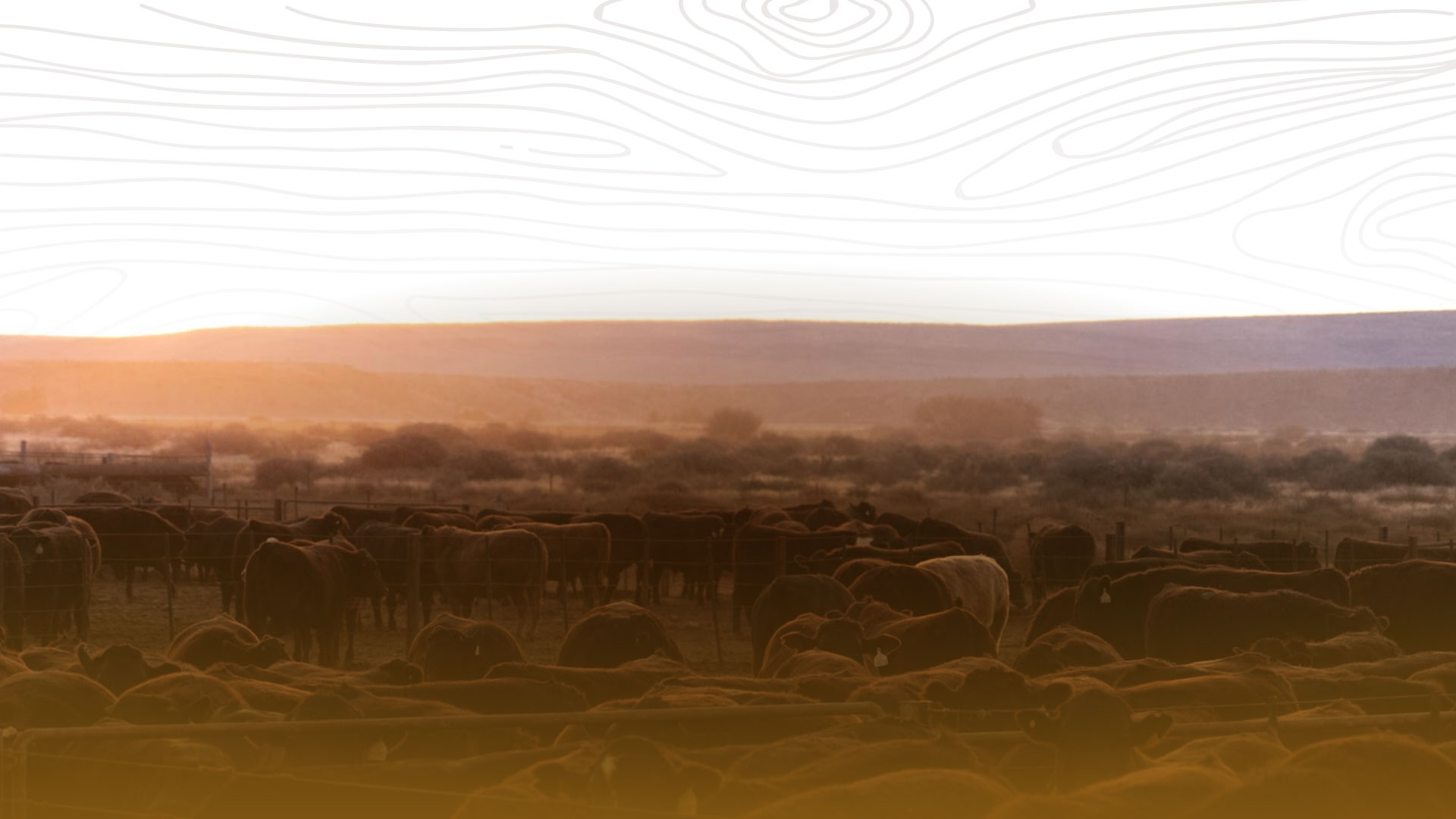 Karoo Wagyu