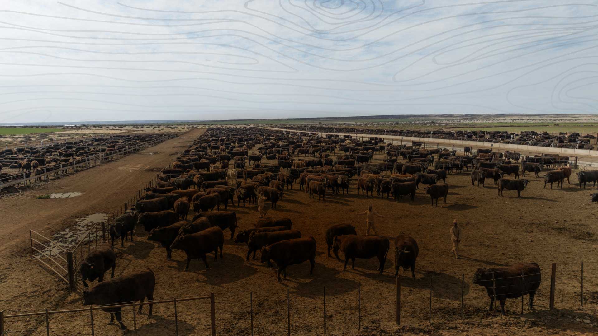 Karoo Wagyu